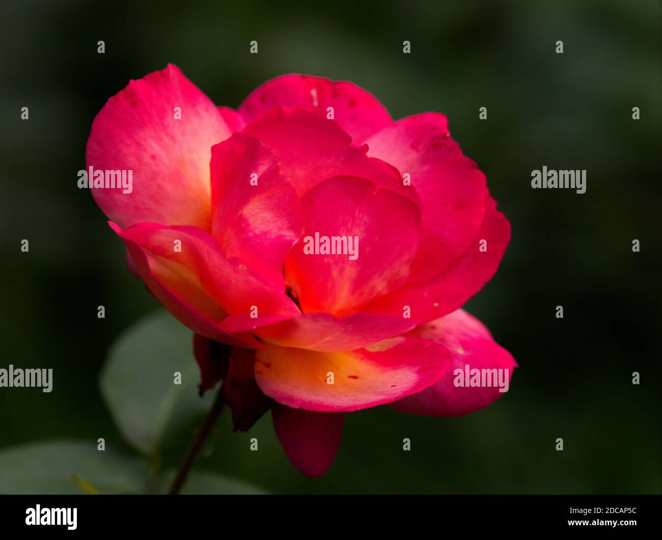Red rose head hi-res stock photography and images - Alamy