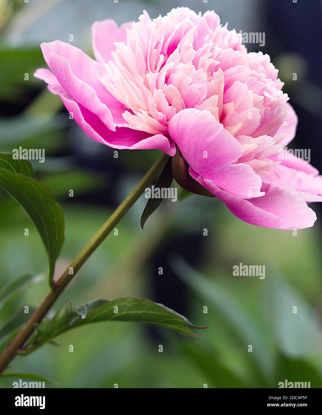 Magenta colored peony flowers blossoming Stock Photo - Alamy