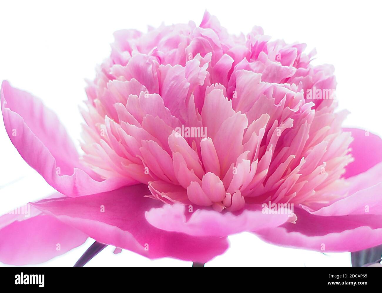 Magenta colored peony flowers blossoming Stock Photo - Alamy