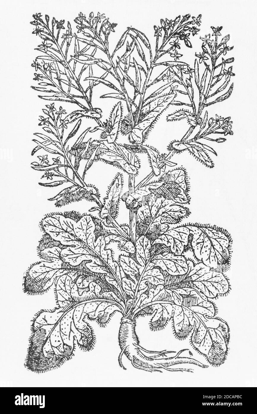 Brassica campestris hi-res stock photography and images - Alamy