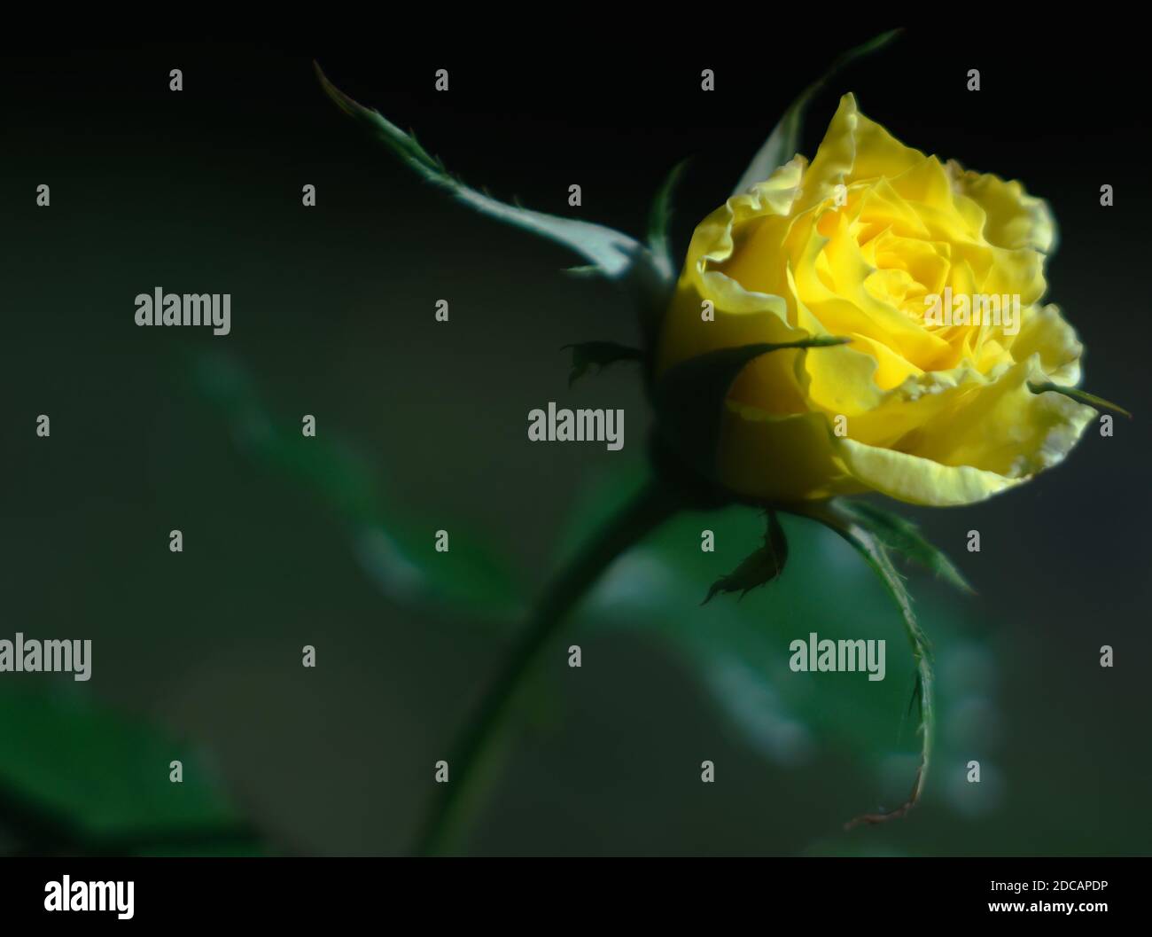 Symbolises love hi-res stock photography and images - Alamy