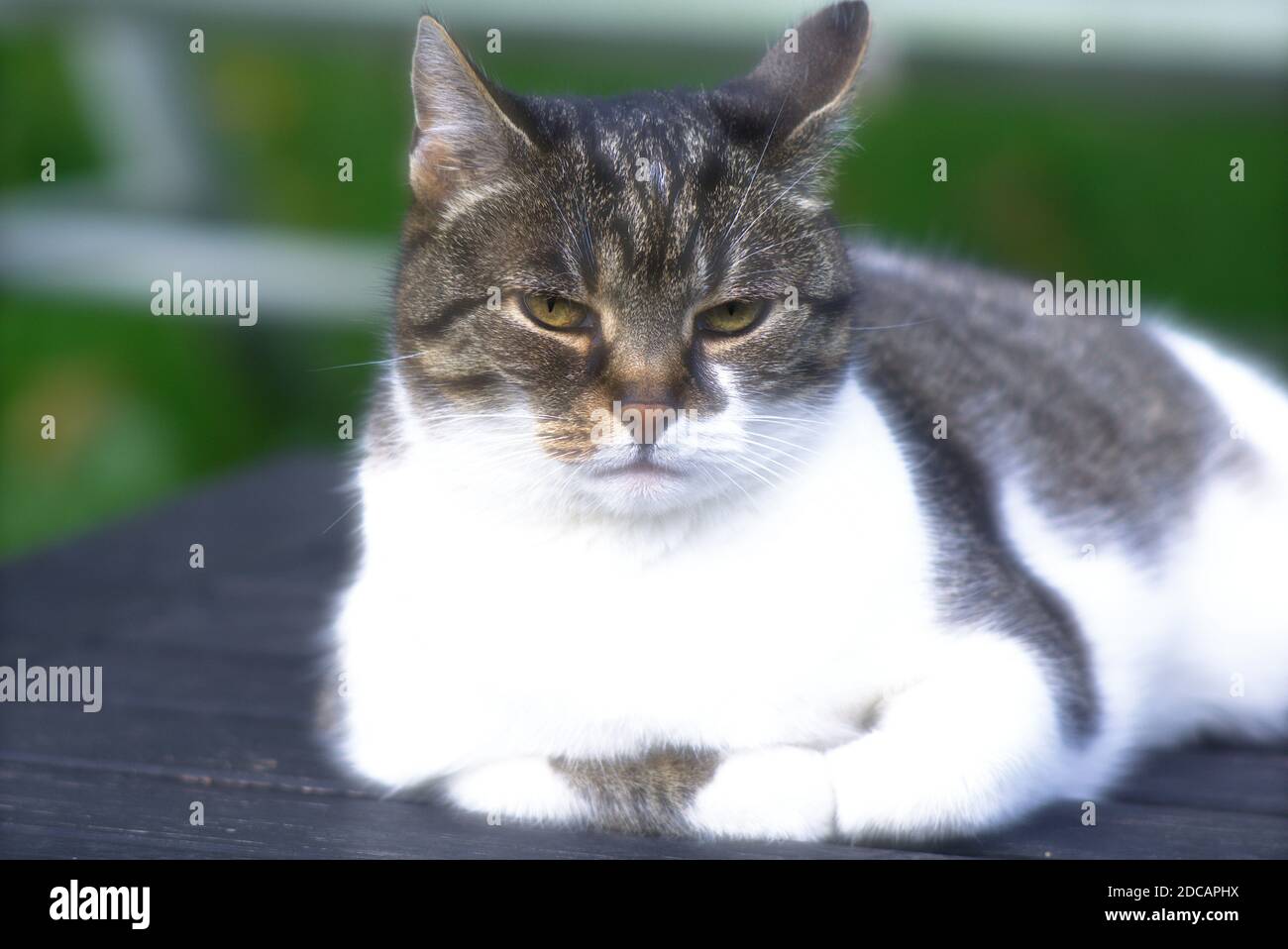 A cat resting on a bench Stock Photo - Alamy
