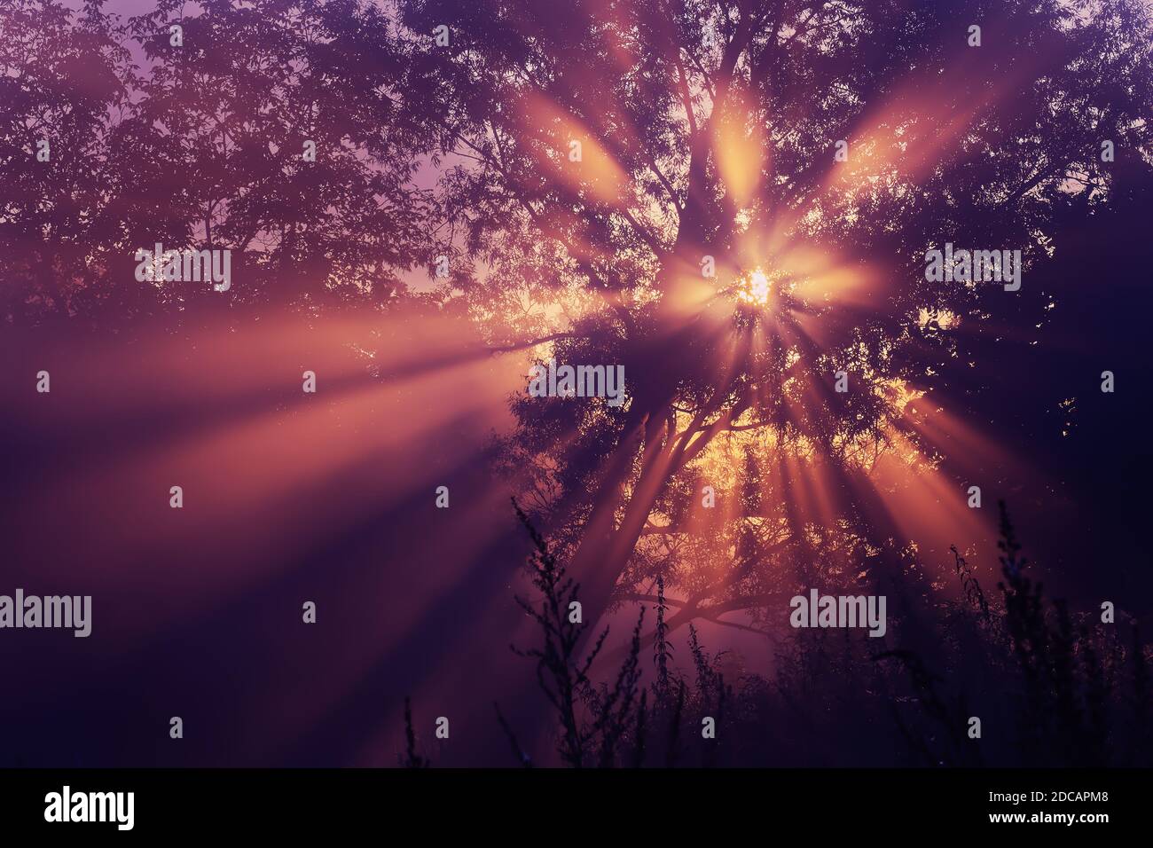 Sunbeams coming through a tree in the morning Stock Photo - Alamy