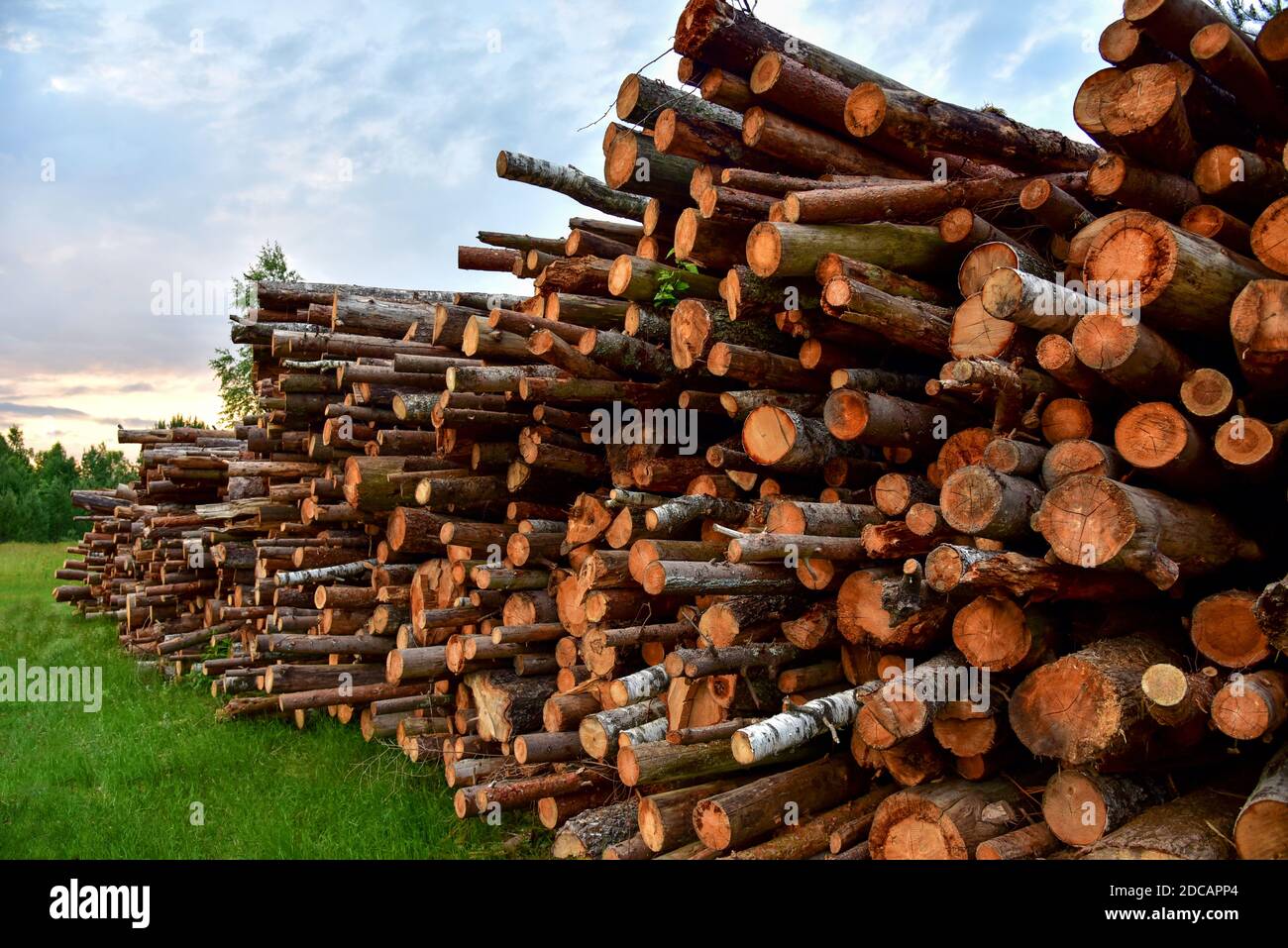 Large quantity of cut and stacked pine timber in forest for transported ...