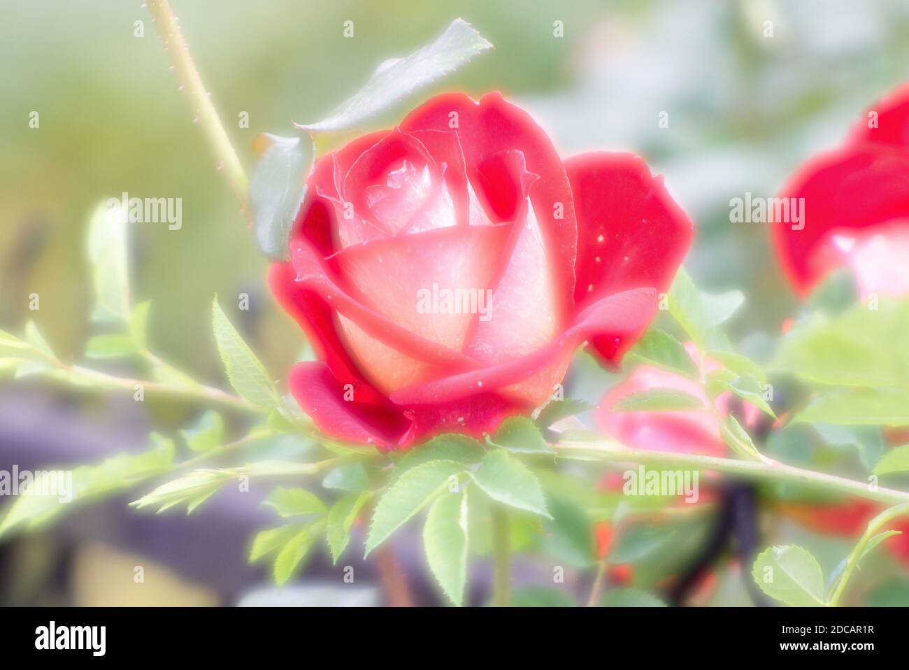 A red rose glowing on light green background Stock Photo - Alamy