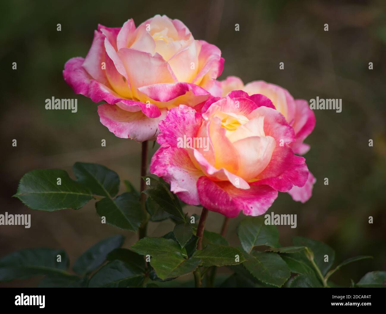 Orange and yellow hybrid roses hi-res stock photography and images - Alamy