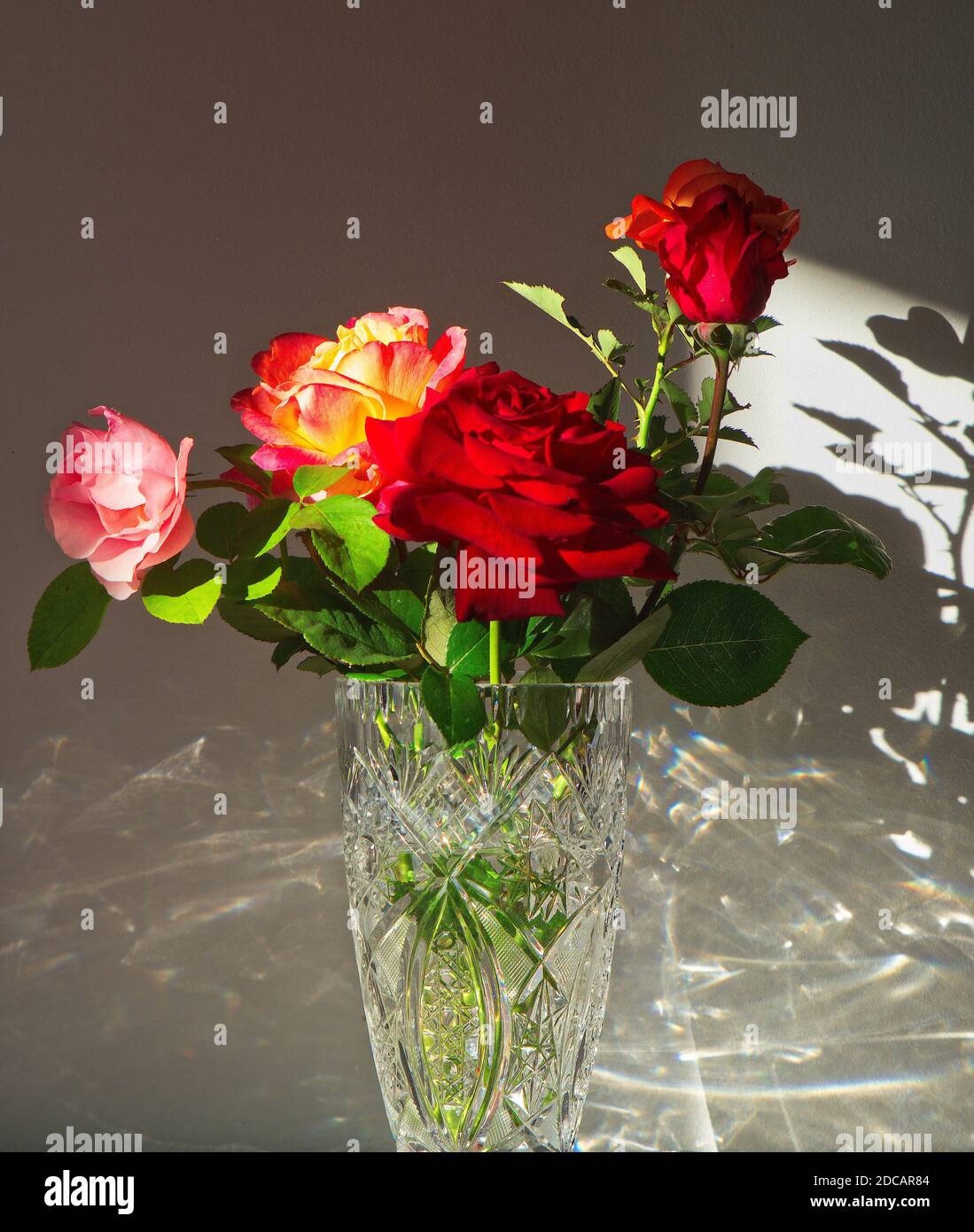 Roses in crystal vase with light reflections Stock Photo - Alamy