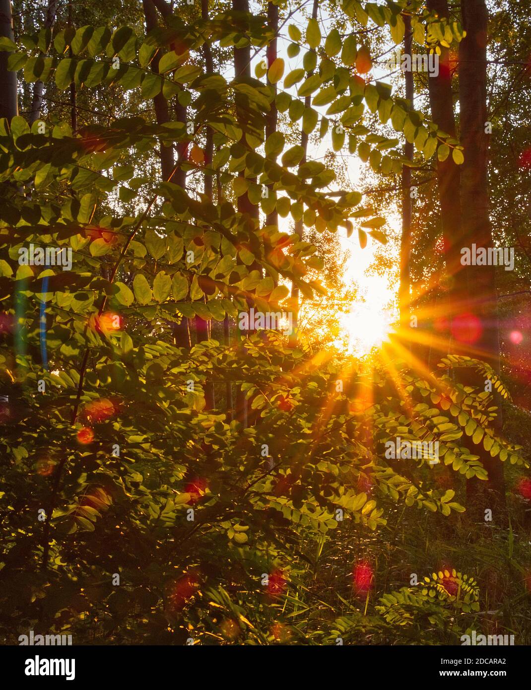 Setting sun in nature environment. Photo with a greatly exposed optical ...