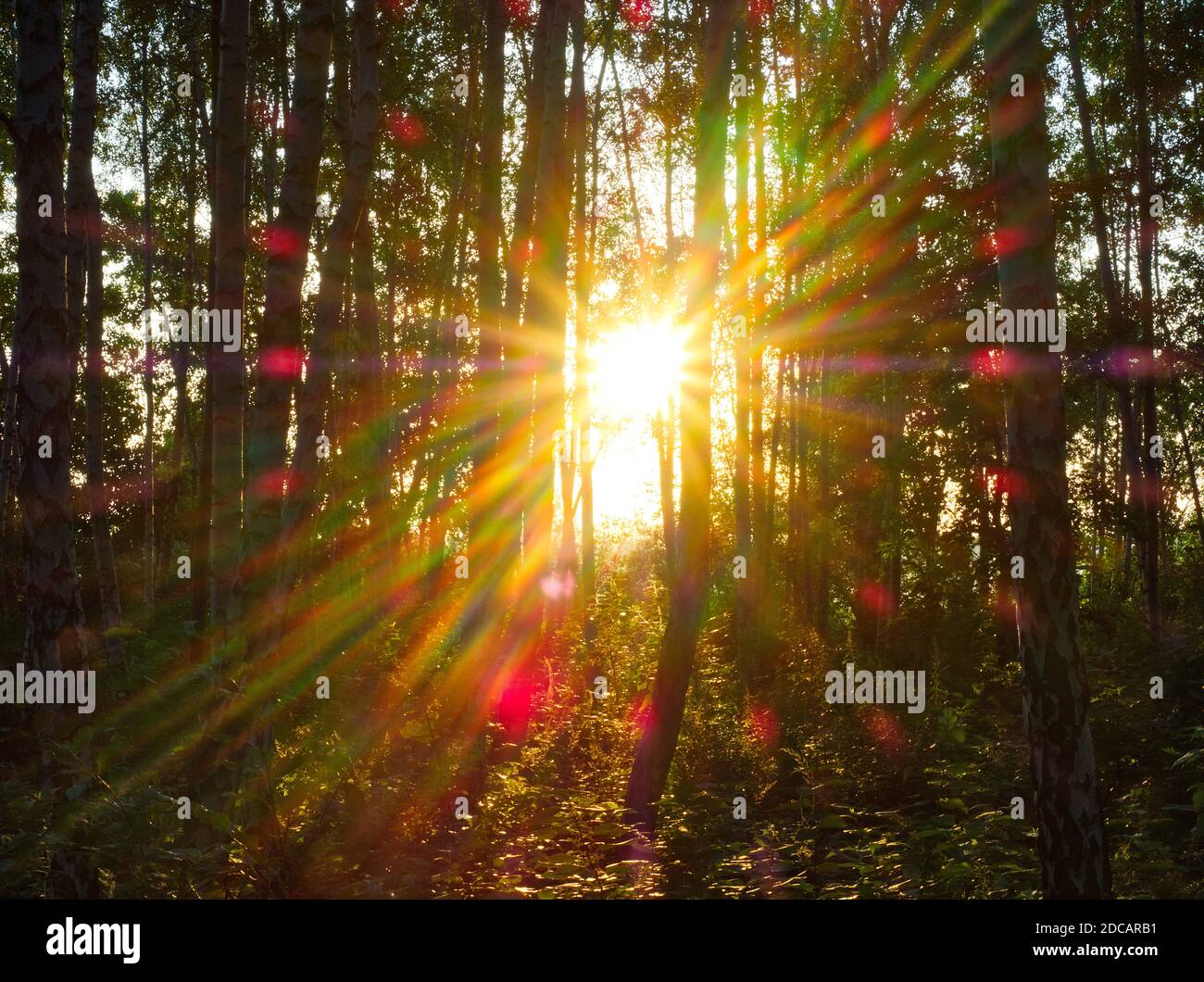 Setting sun in nature environment. Photo with a greatly exposed optical ...
