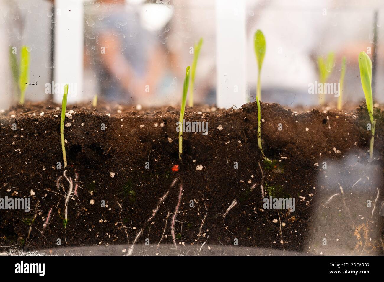 green baby plant, plants sprout Stock Photo - Alamy