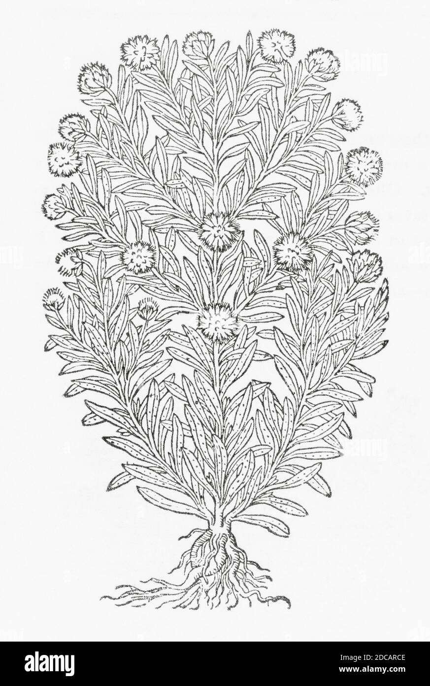 Wicked weed Cut Out Stock Images & Pictures - Alamy