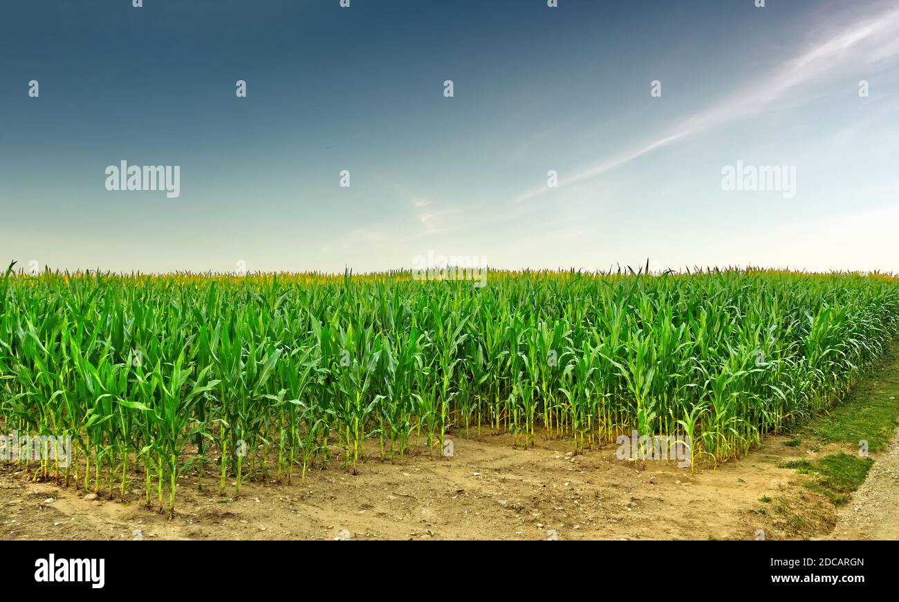 Field of corn with clear sky above Stock Photo - Alamy