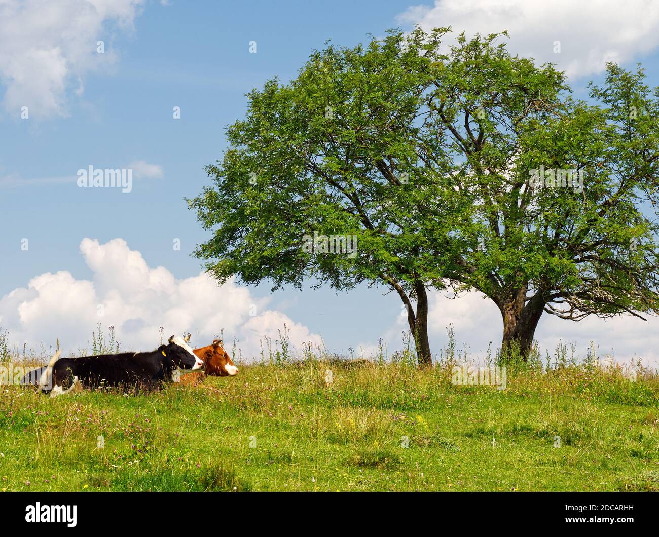 Countryside landscape with two cows lying in front of a green tree ...