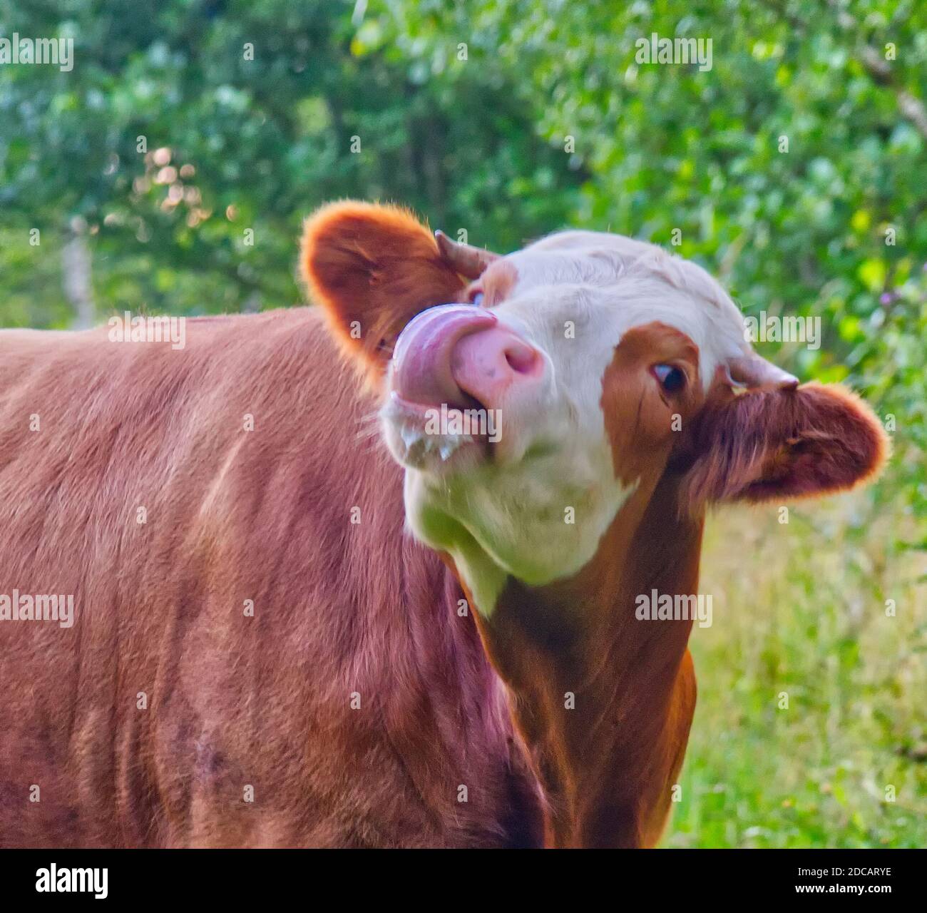 A red cow with its tongue exposed portrait with green bushes in ...