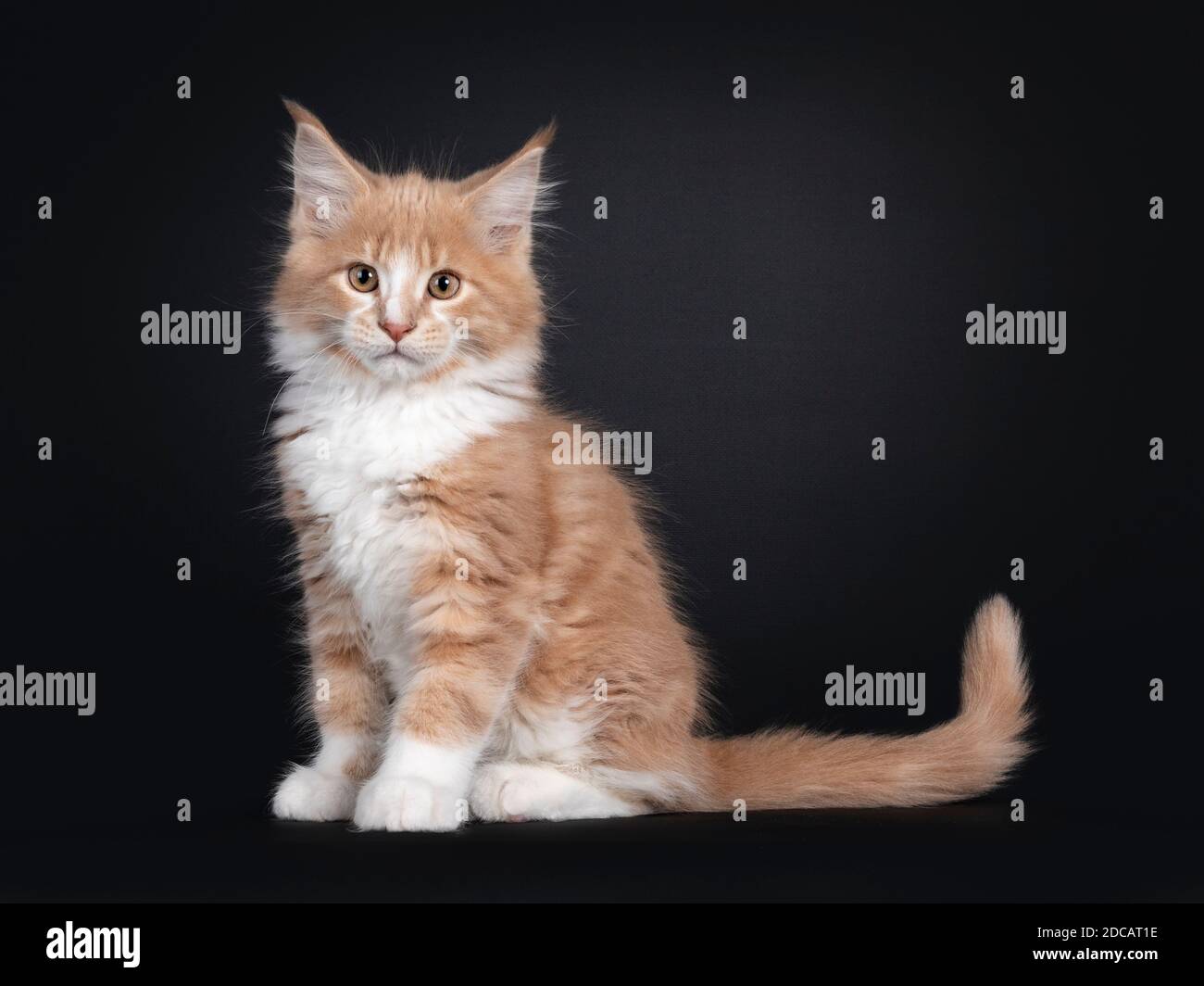 Majestic creme white Maine Coon cat kitten, sitting side ways. Looking ...