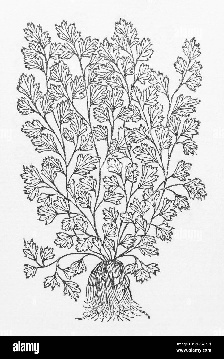 Maidenhair fern woodcut hi-res stock photography and images - Alamy