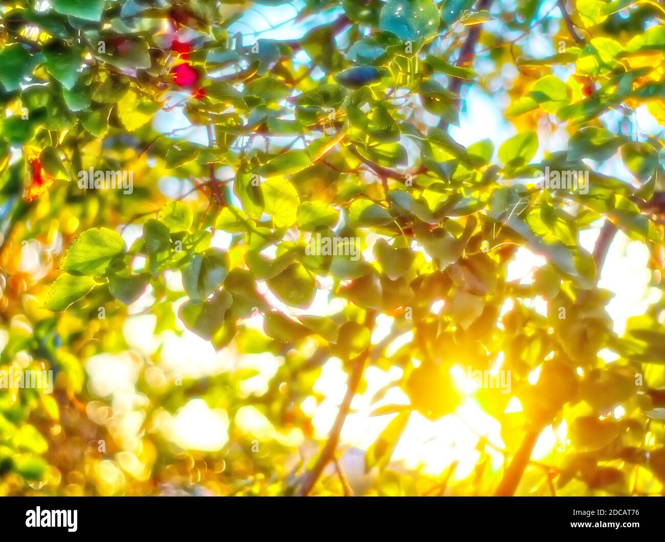 Sunlight going through a green tree leaves Stock Photo - Alamy