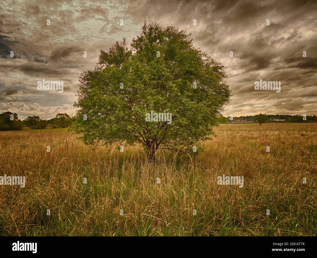 High dynamic range (HDR), full of colors landscape with grasses ...