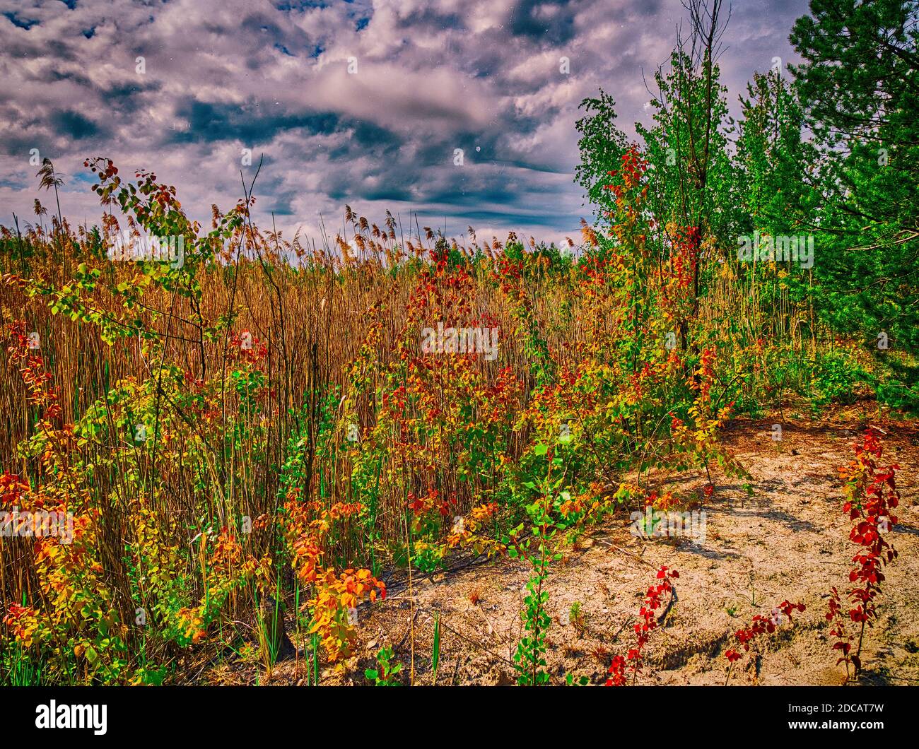 High dynamic range (HDR), full of colors landscape with grasses ...
