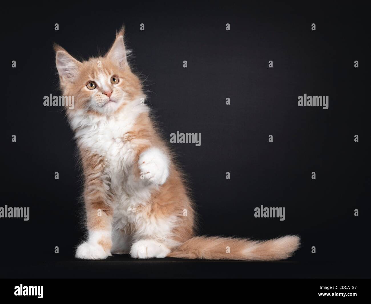 Majestic creme white Maine Coon cat kitten, sitting side ways. Looking ...