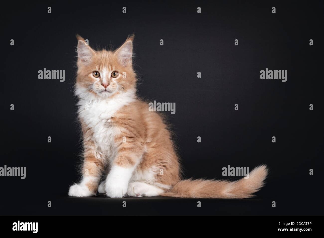 Majestic creme white Maine Coon cat kitten, sitting side ways. Looking ...
