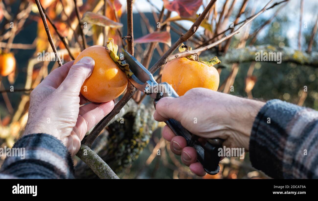 Close-up of the hands of the farmer who with scissors collects ...