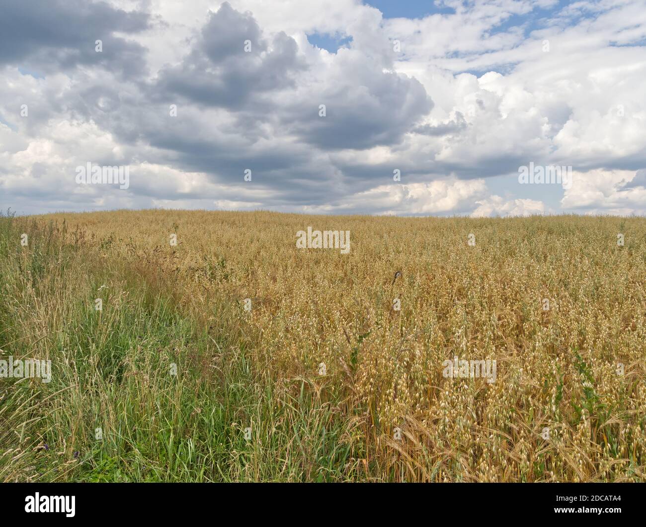 Horizontal view of the barley field before harvest during a cloudy day ...