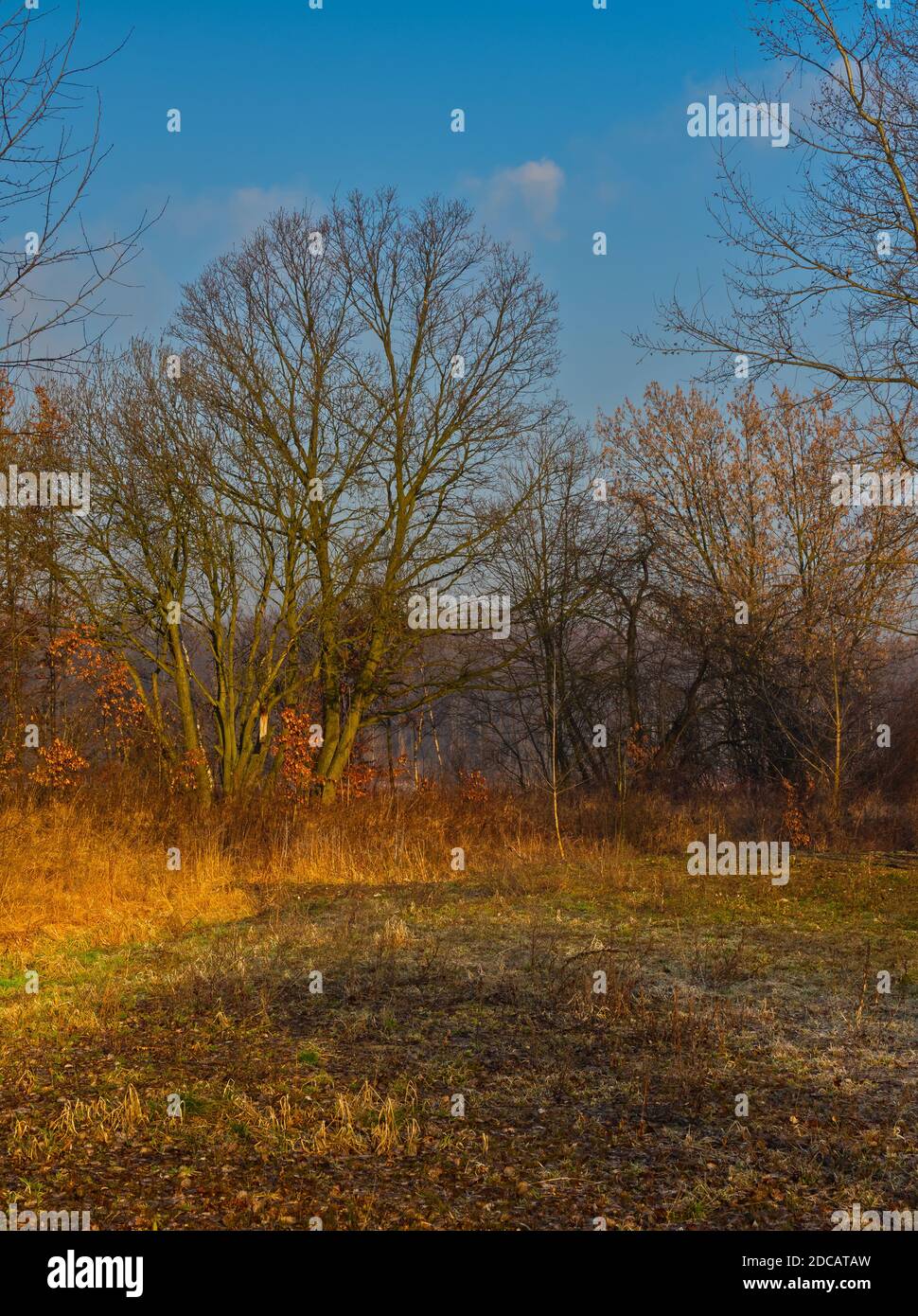 Vertical photo of landscape with trees in snowless winter sunny morning ...