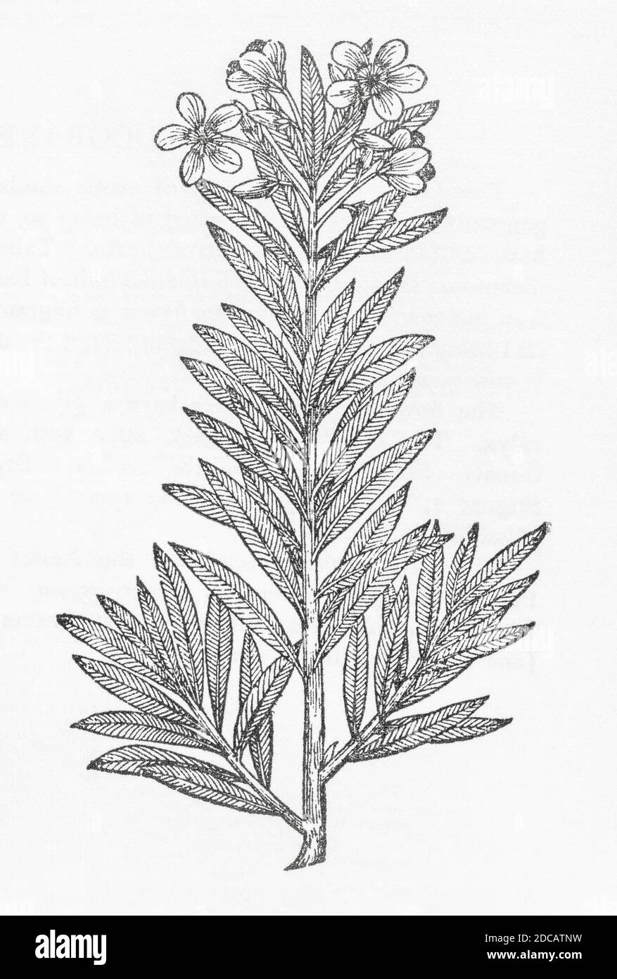 White Oleander Drawing