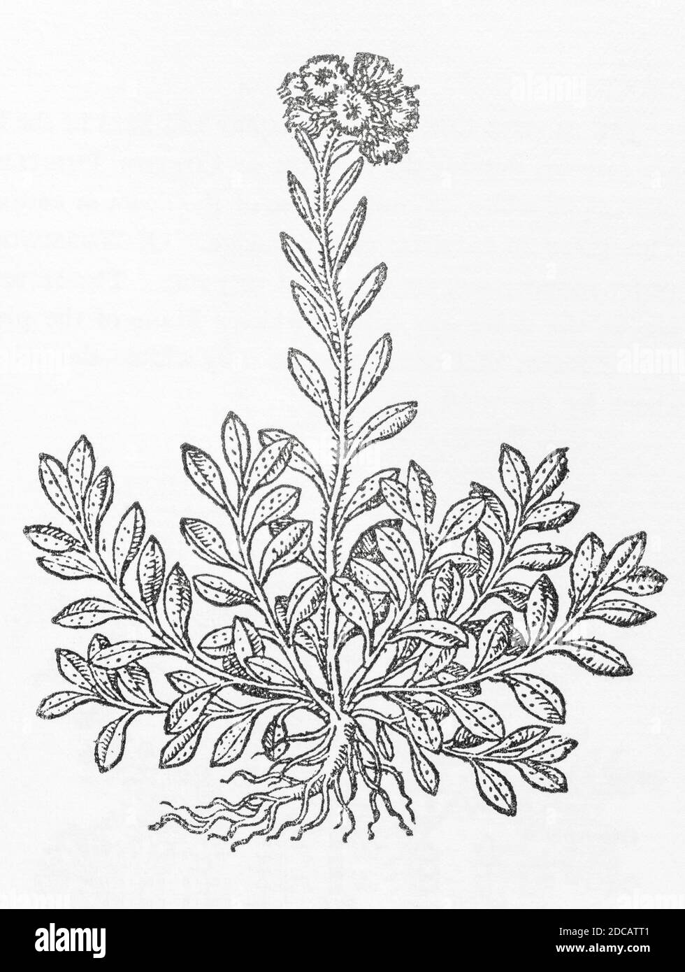 Cat's Foot / Antennaria dioica woodcut from Gerarde's Herball, History ...
