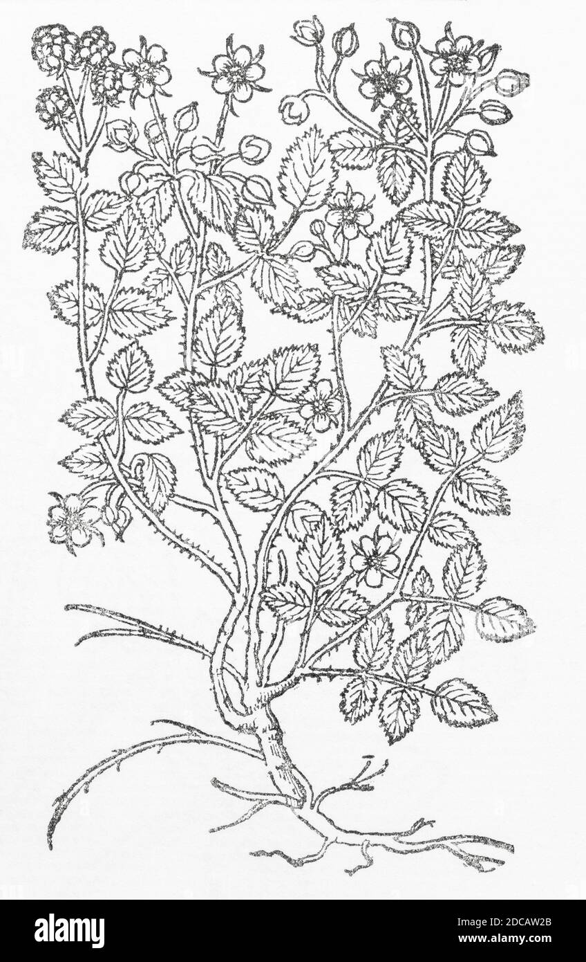 The herball Cut Out Stock Images & Pictures - Alamy