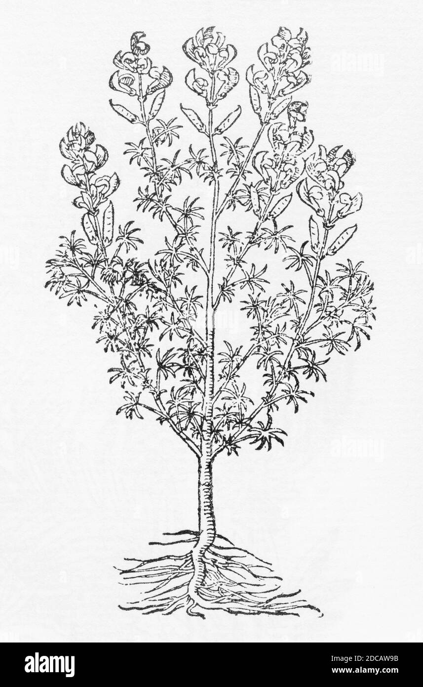 Australian plants illustrations hi-res stock photography and images - Alamy