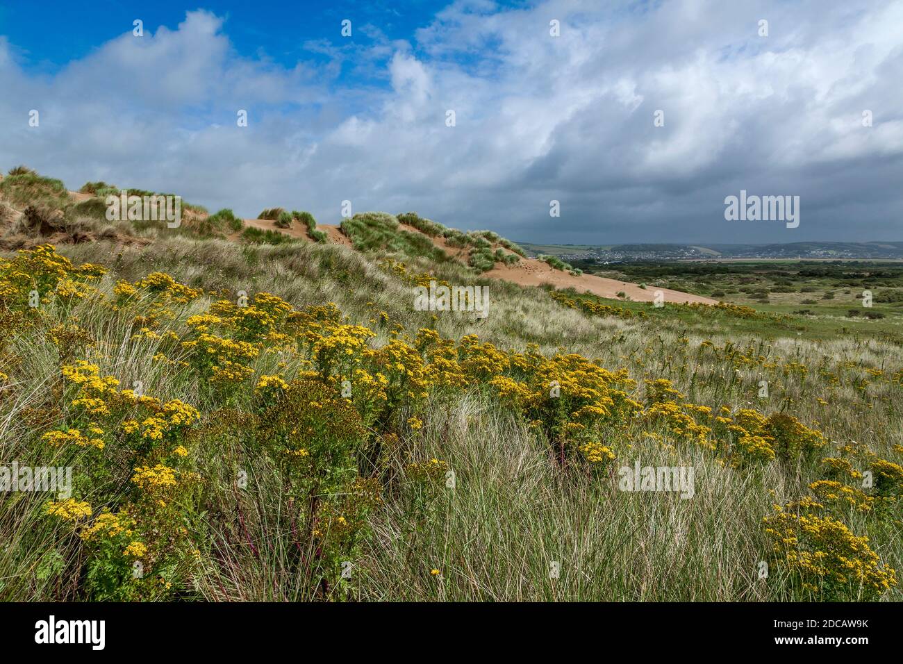 Sand Dunes at Braunton Burrows; Devon; UK Stock Photo - Alamy