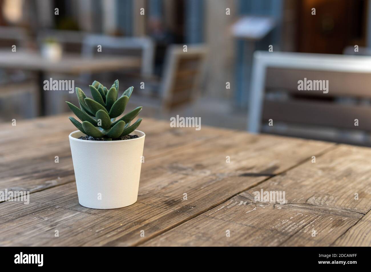 Detail of a small green leaf plant decorating a cafeteria terrace table ...