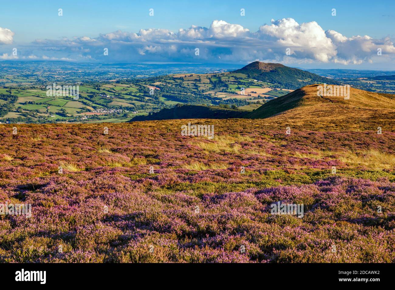 Pandy High Resolution Stock Photography and Images - Alamy