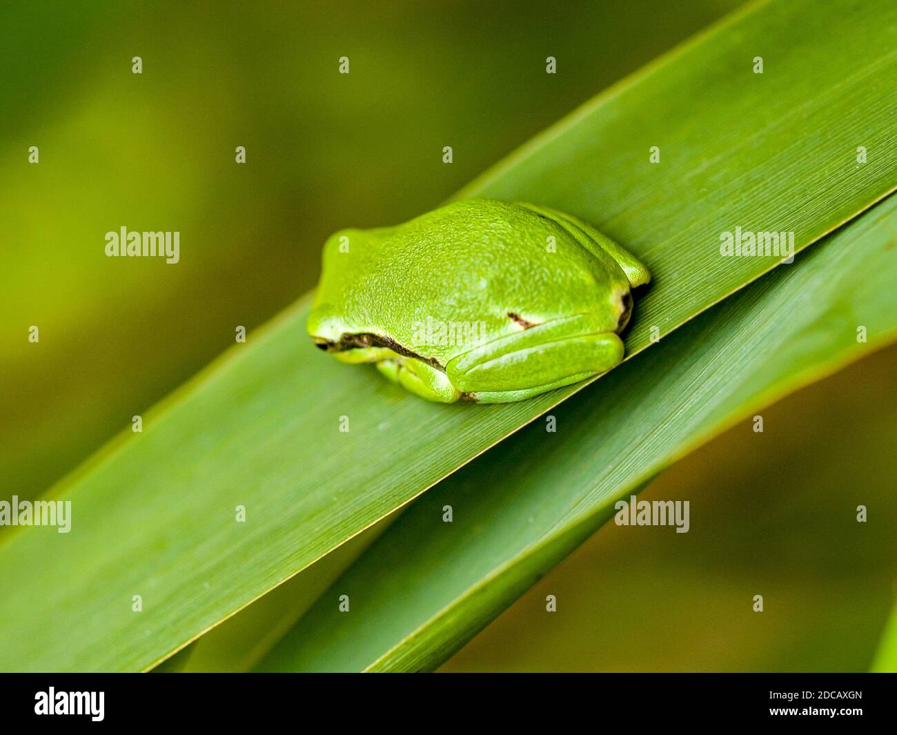 common tree frog (Hyla arborea) in austria Stock Photo - Alamy