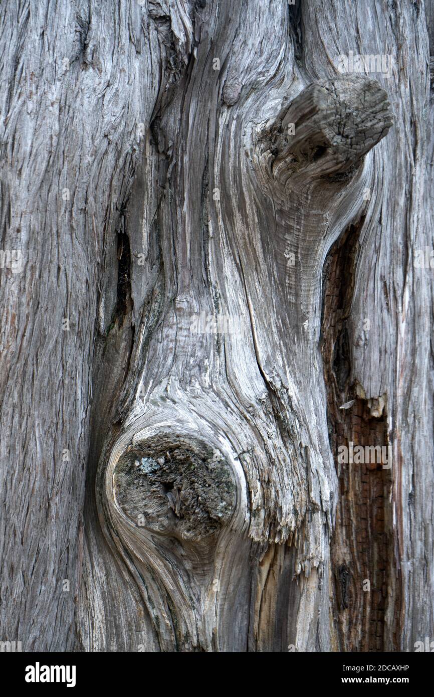 Close up the tied trunk of a dead tree Stock Photo - Alamy