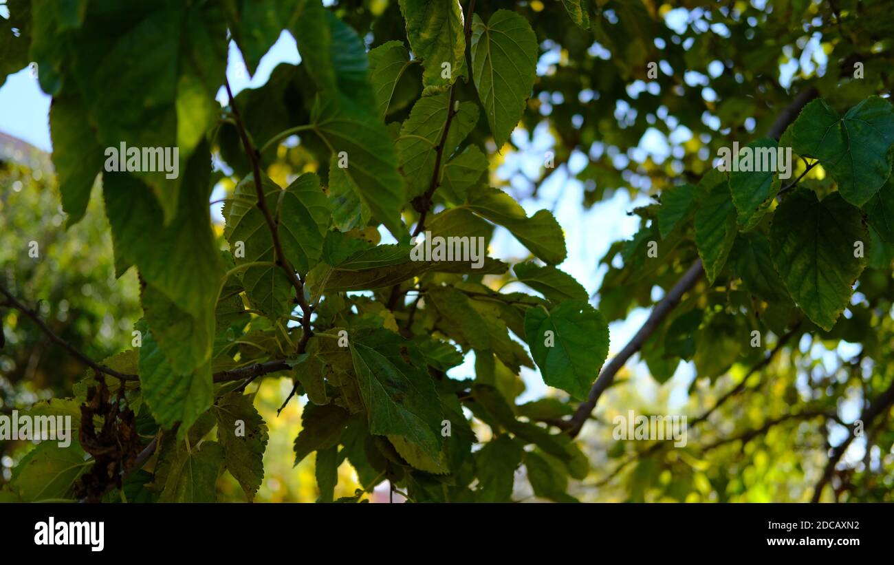 Closeup shot trees growing hi-res stock photography and images - Alamy