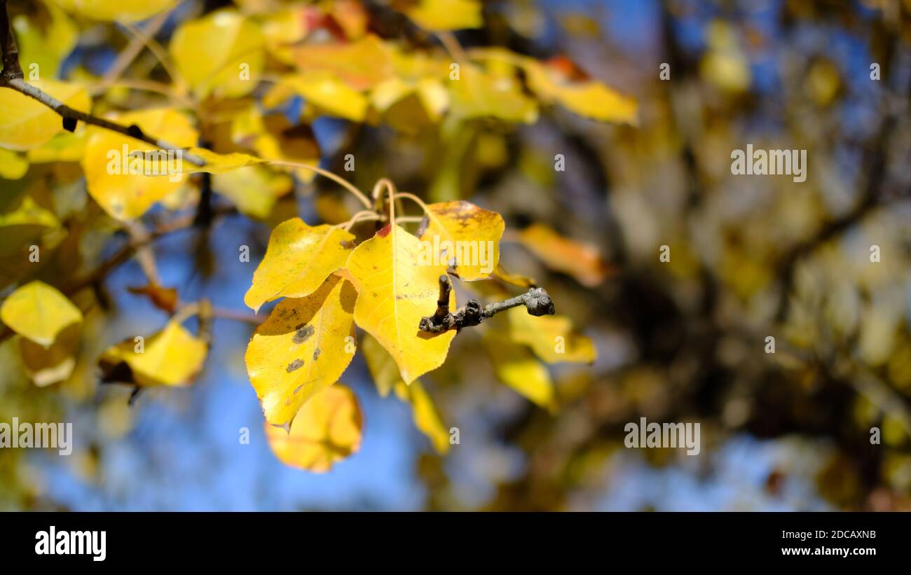 A selective focus shot of growing trees in the forest in autumn Stock ...