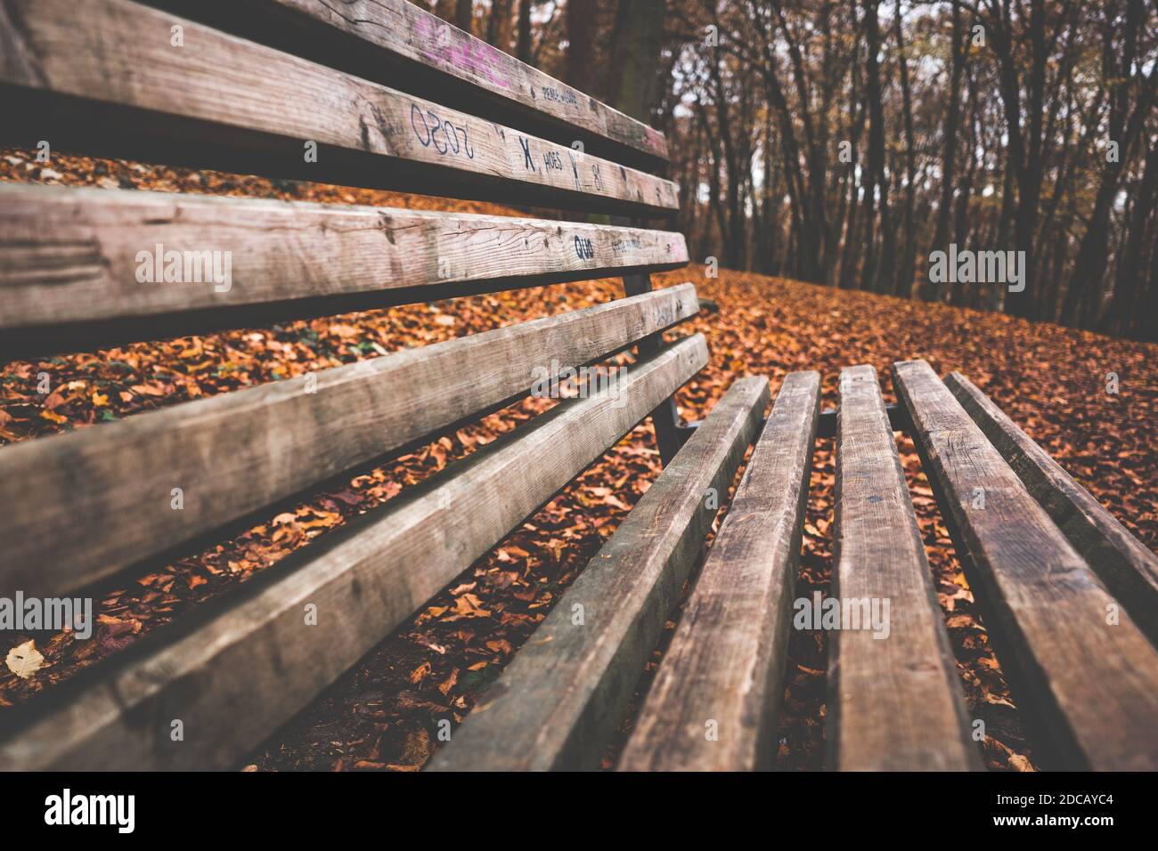 A bench in the forest in an area of fallen leaves from trees. Autumn ...
