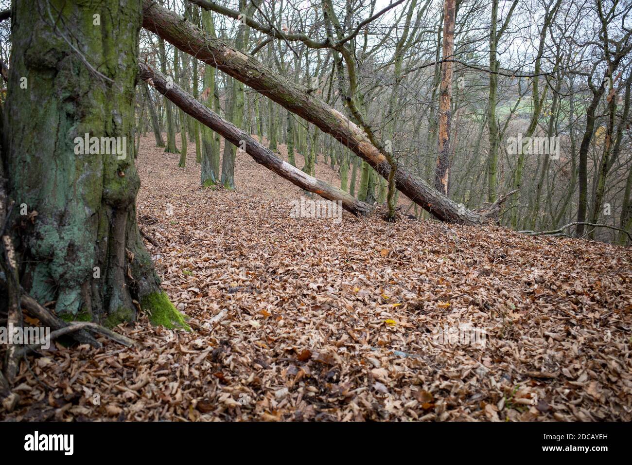 fallen trees in the forest Stock Photo - Alamy