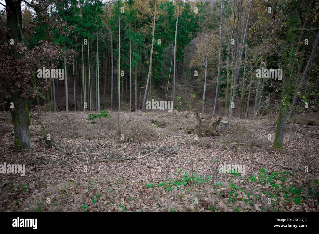 New clearing in forest hi-res stock photography and images - Alamy