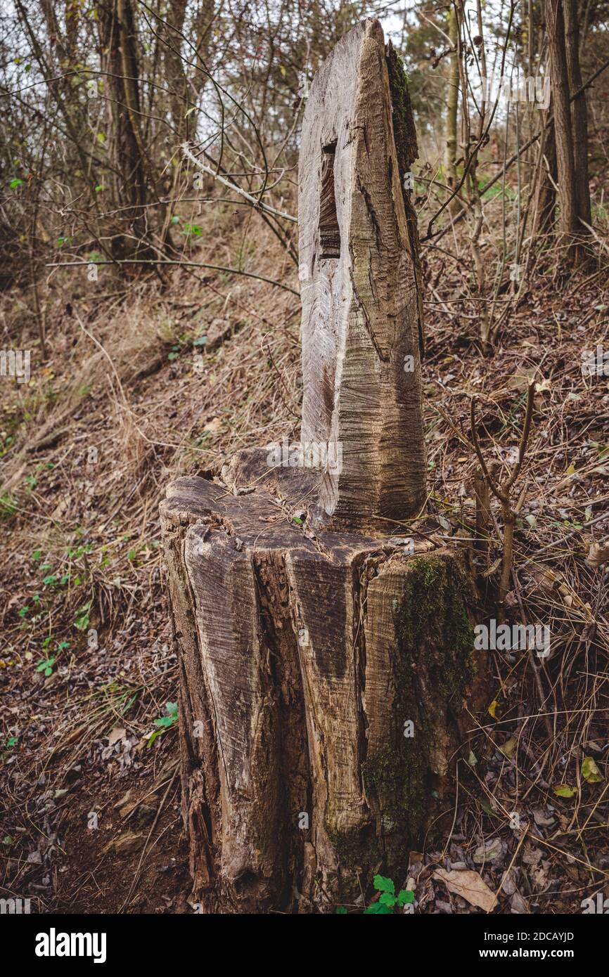 Stump carved into the shape of a chair in the forest Stock Photo - Alamy