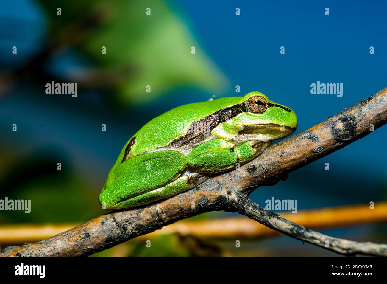 common tree frog (Hyla arborea) in austria Stock Photo - Alamy