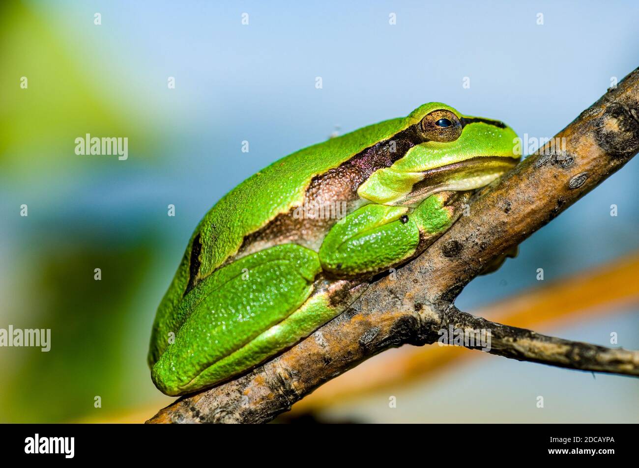 common tree frog (Hyla arborea) in austria Stock Photo - Alamy