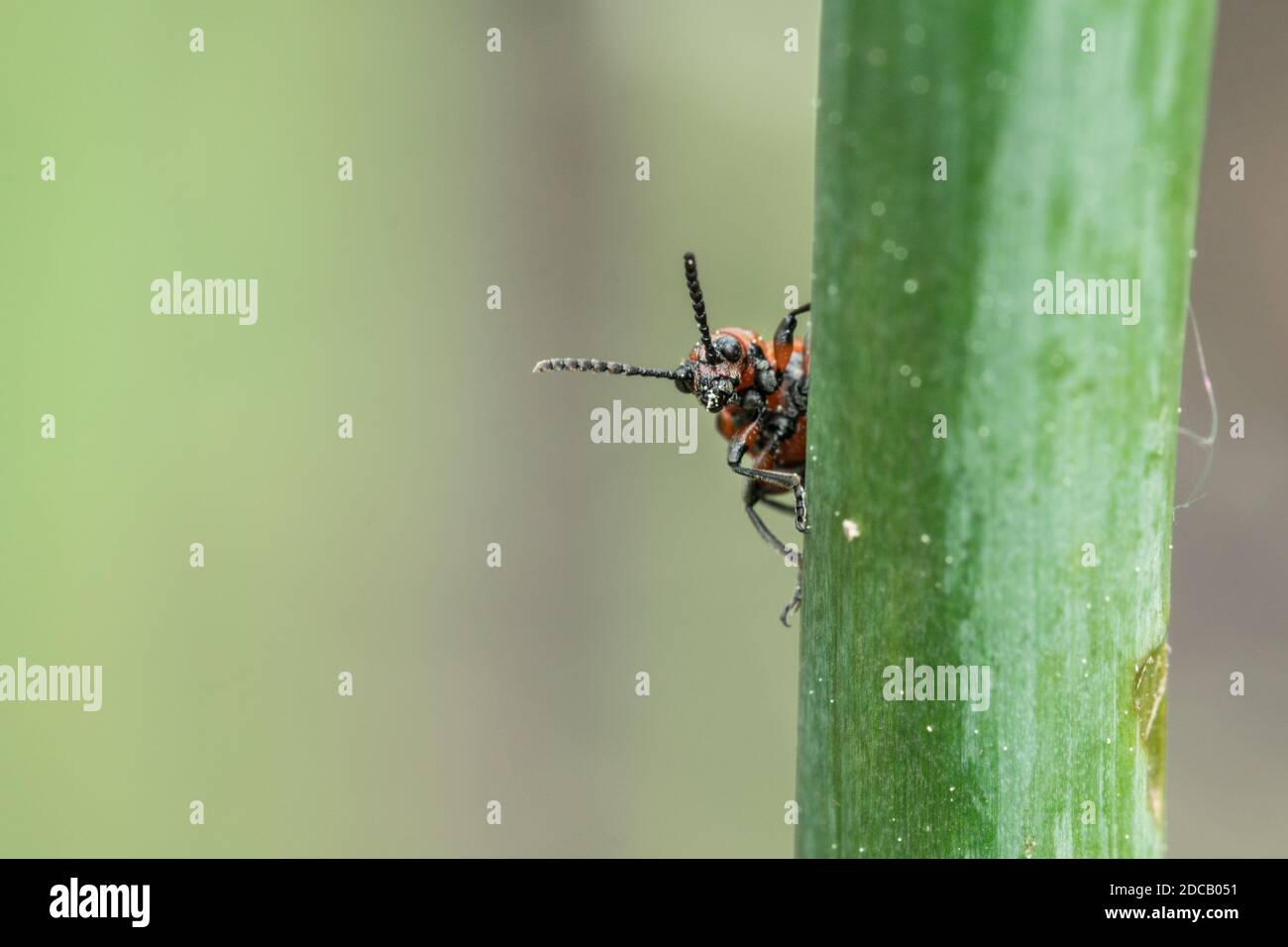 Spotted asparagus beetle on the asparagus sprout top. The main pest of ...