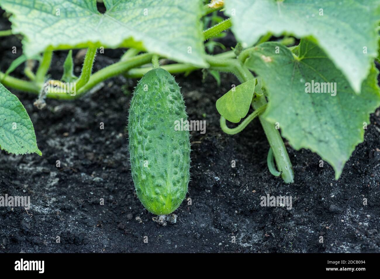 Cucumber fruit growing hi-res stock photography and images - Alamy