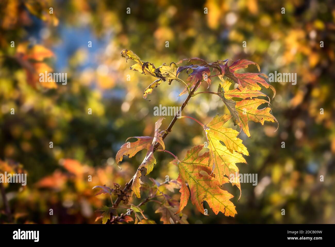 Colorful deciduous oak tree in autumn, oak tree foliage changes color ...