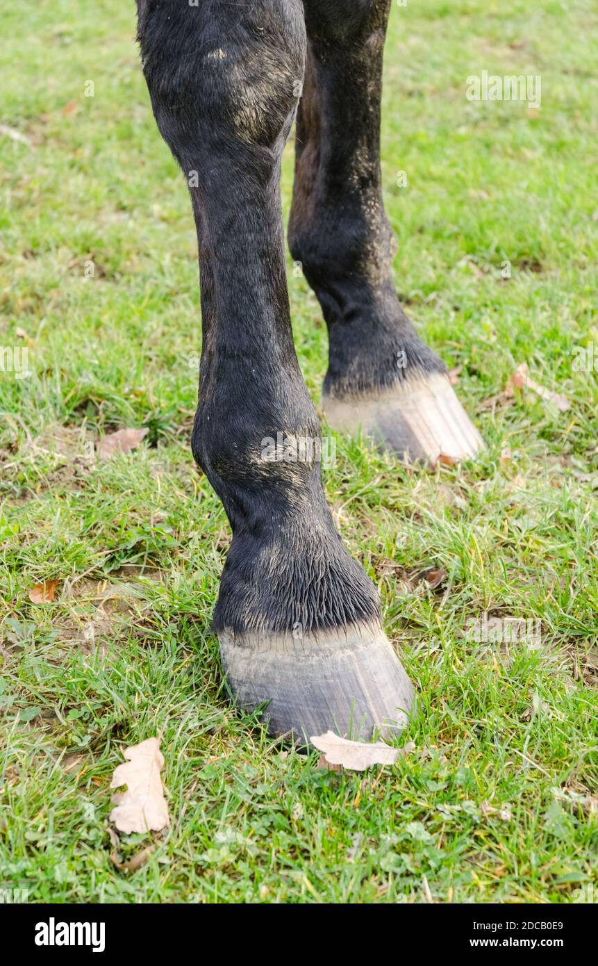 Horse Hoof Anatomy High Resolution Stock Photography and Images - Alamy
