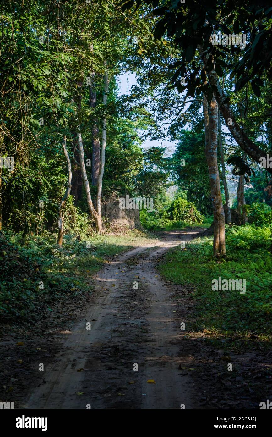 Dirt road surrounded by trees and grassland in Kaziranga National Park ...